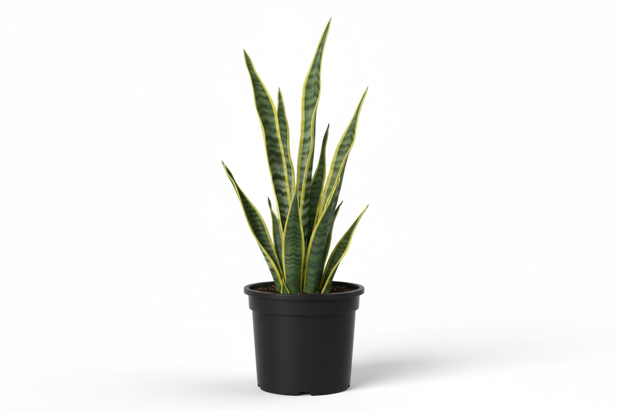 Snake Plant Laurentii – Karachi Plants