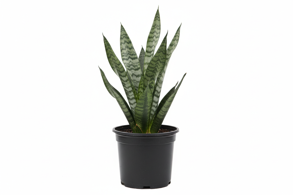 Snake Plant Zeylanica – Karachi Plants